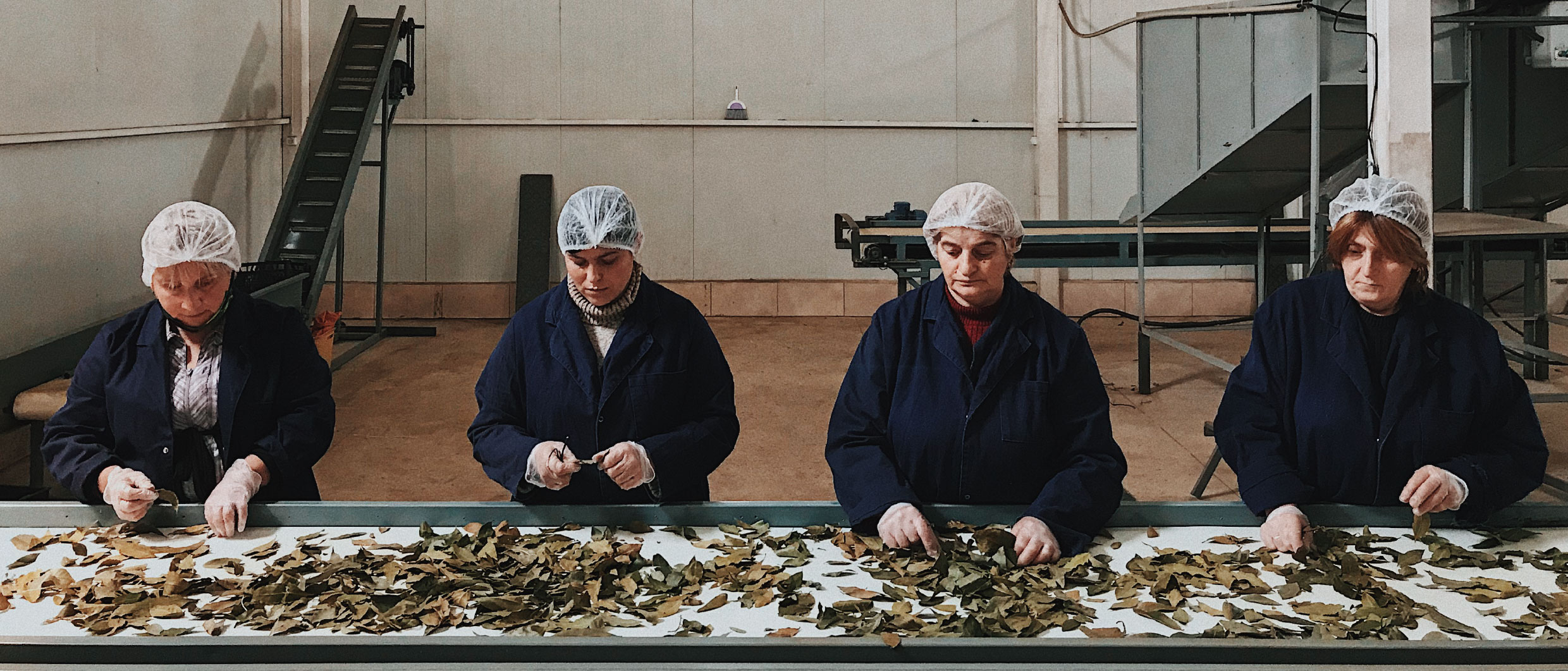 Georgian bay leaves waft into EU market with EU4Business support - EU ...