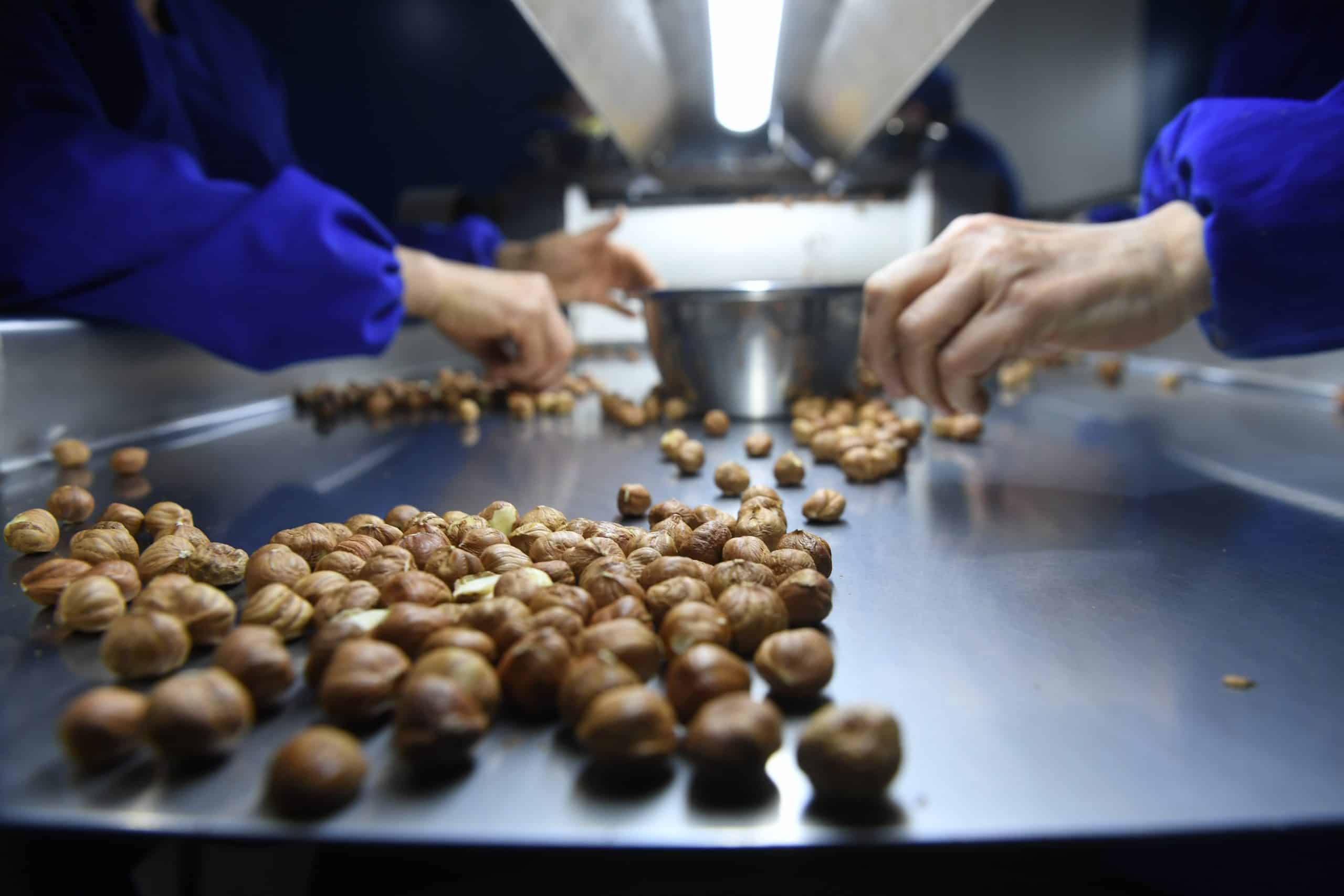 Georgian hazelnut plant operational again amid the pandemic with EU and ...